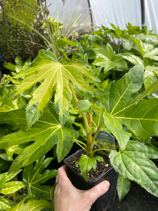 Fatsia – Jungle in a Box