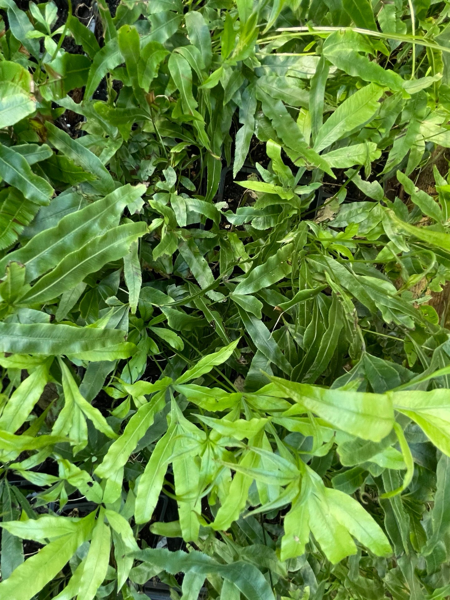 Pteris umbrosa- Jungle Brake Fern – Jungle in a Box