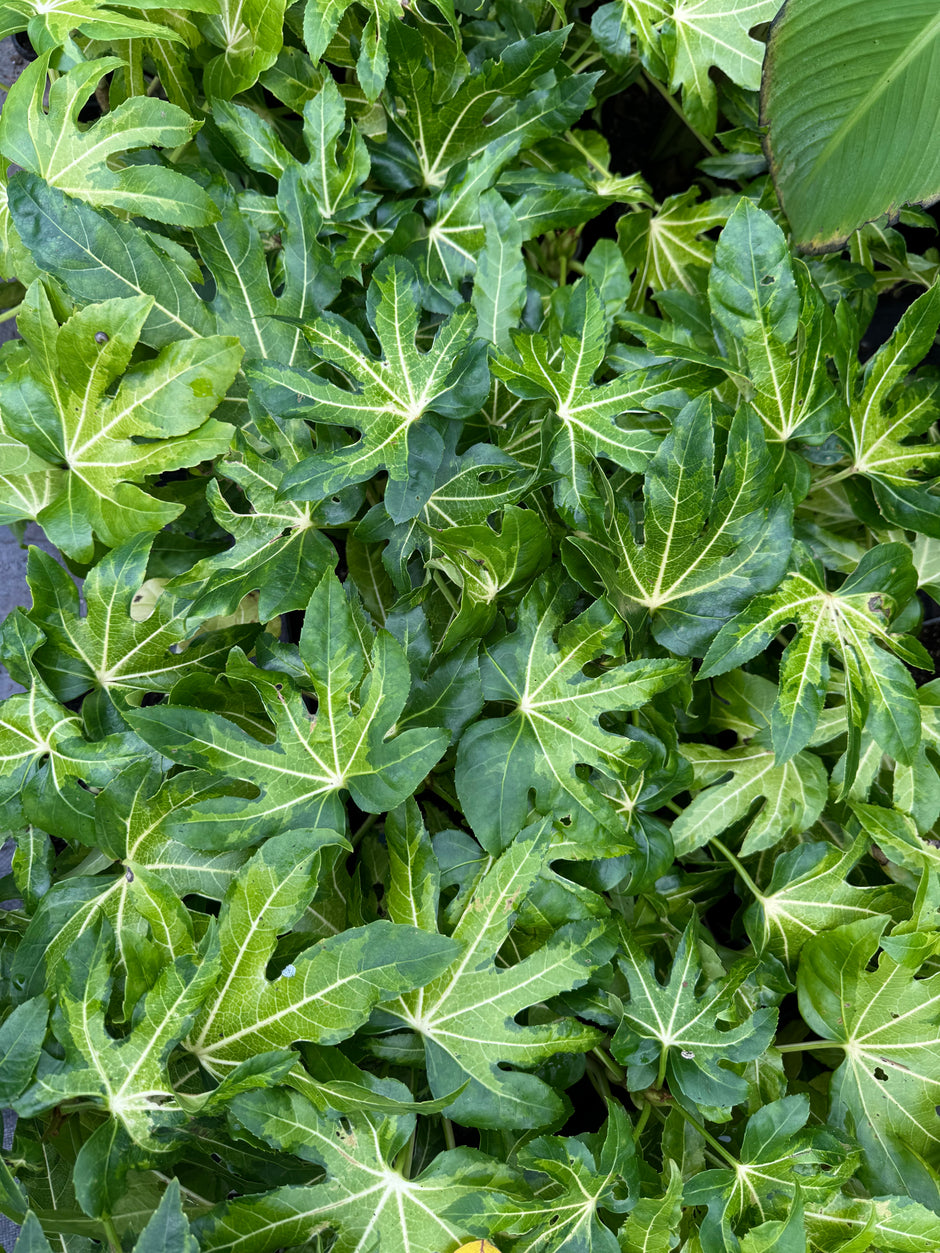 Fatsia – Jungle in a Box