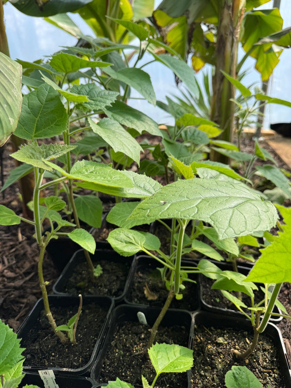 Paulownia Shan Tong – Jungle in a Box