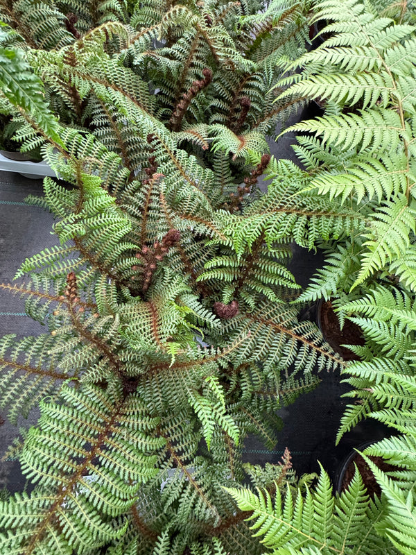 Cyathea Highland Lace medium – Jungle in a Box