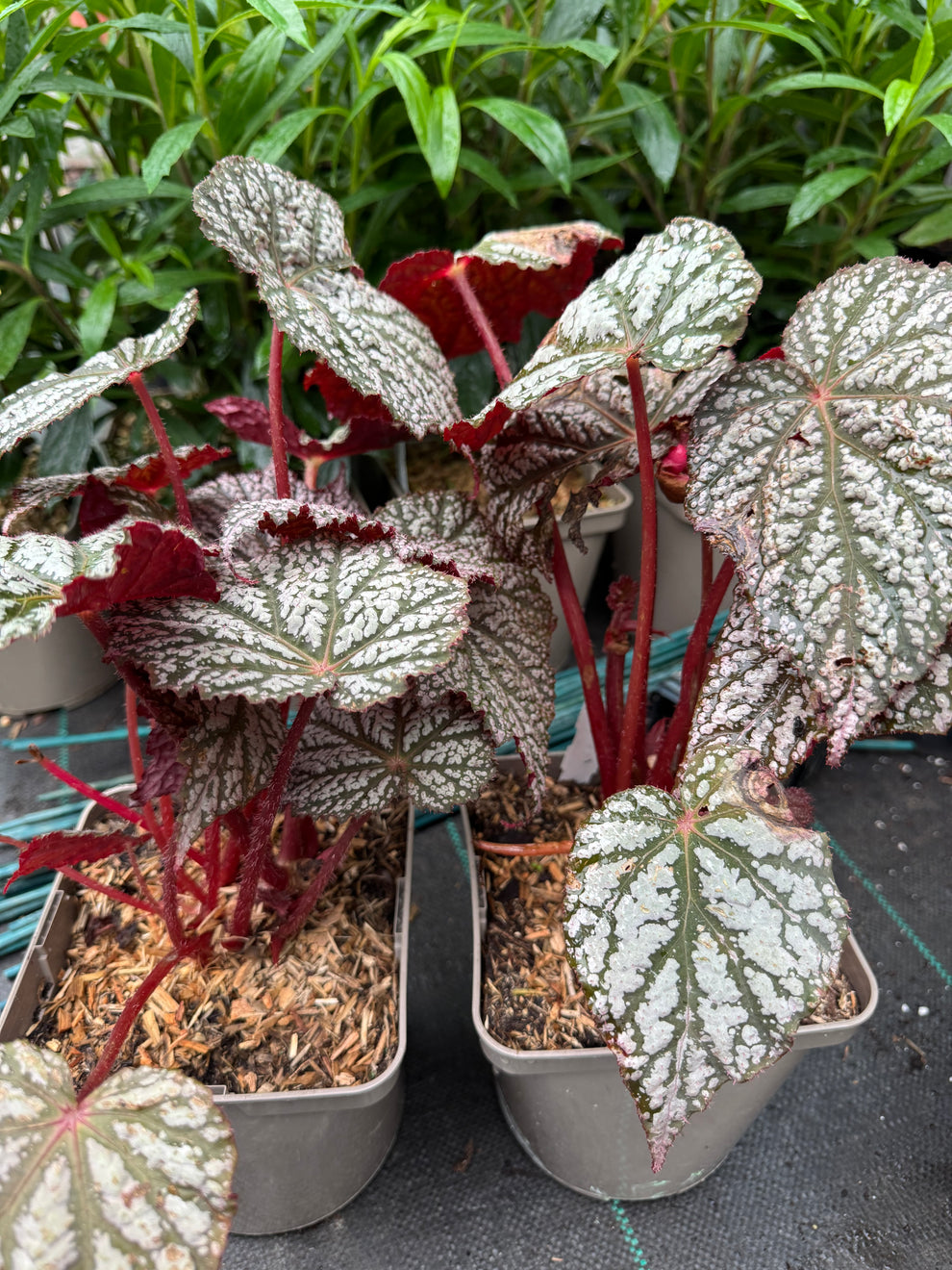 Begonia ‘Sterling Moon’ – Jungle in a Box