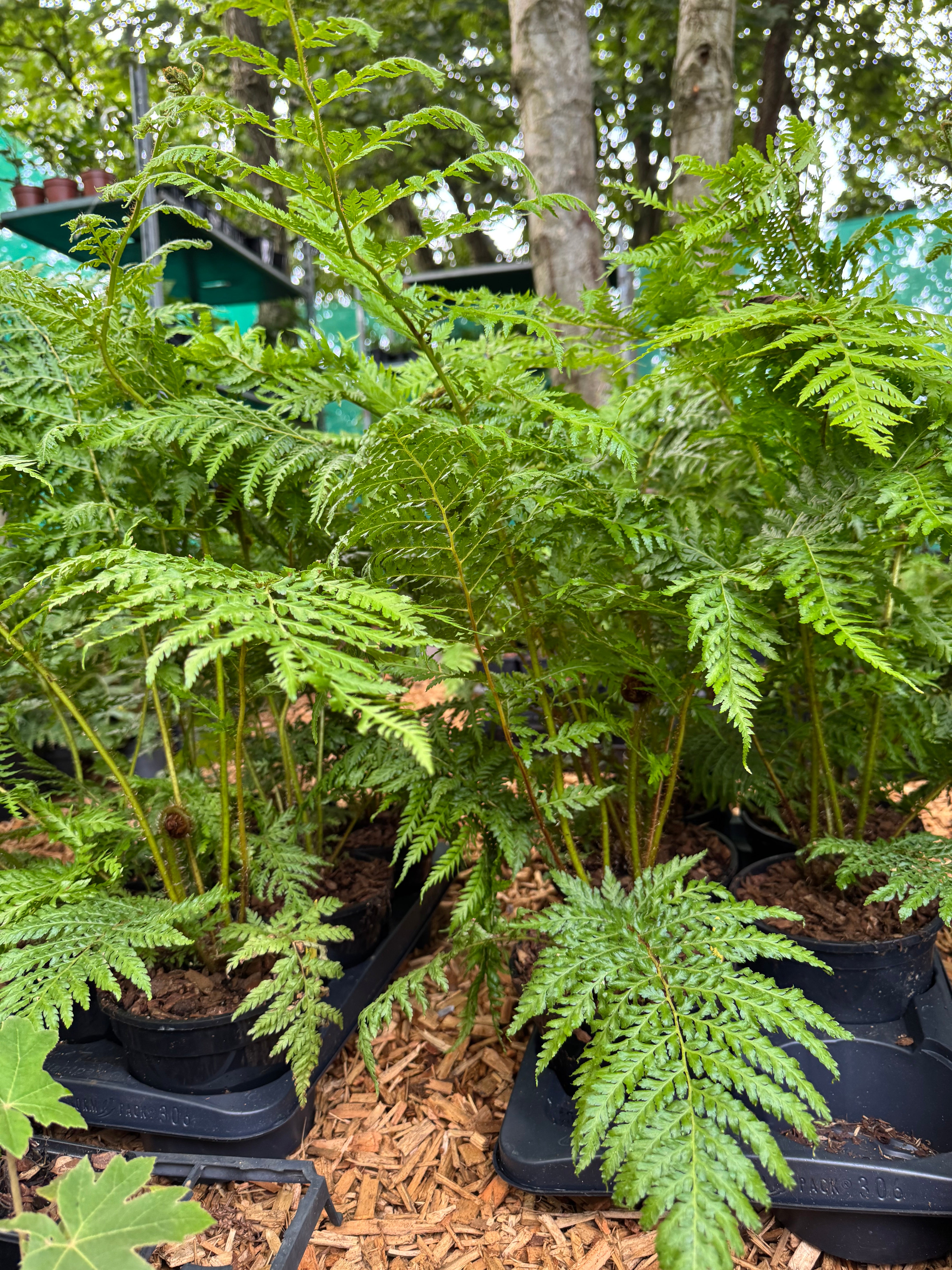 Cyathea cooperi sp dwarf red – Jungle in a Box