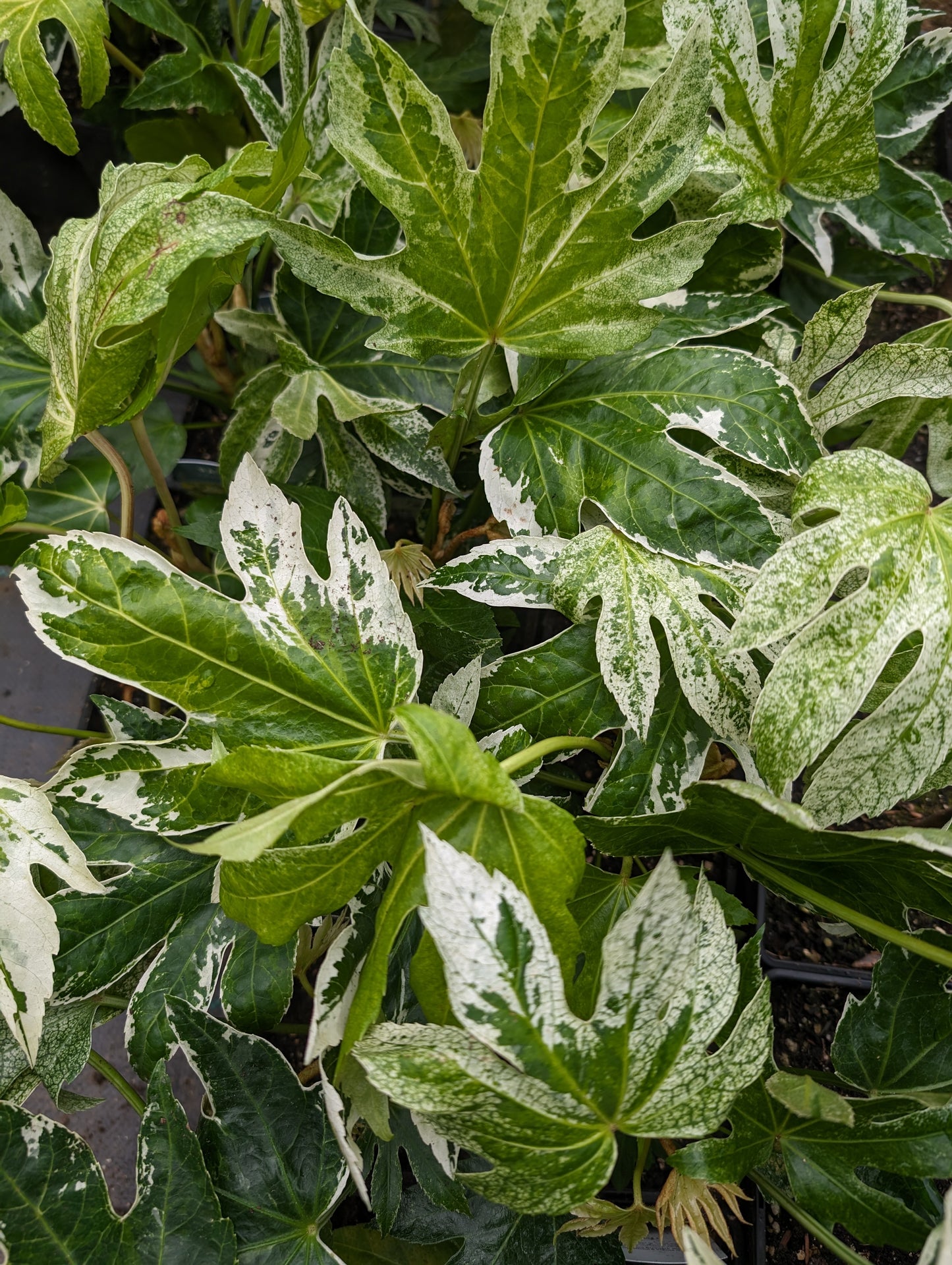 Fatsia Japonica Spiders Web – Jungle in a Box